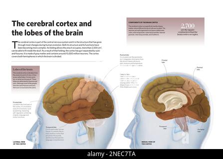 Lobes of the brain with the frontal, parietal, temporal and occipital ...