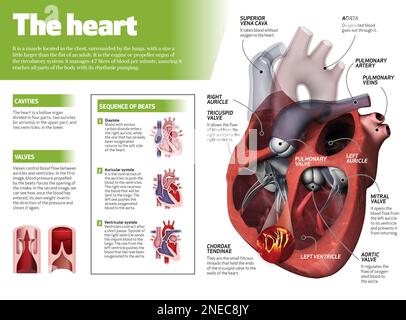 Infographic of the circulatory system of the human body, the ...