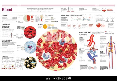 Infographic of the circulatory system of the human body, the ...
