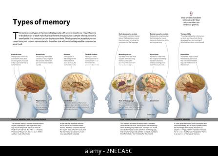 Semantic Memory