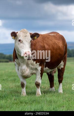 Pedigree Hereford cow in pasture in the Lune Valley near Kirkby ...