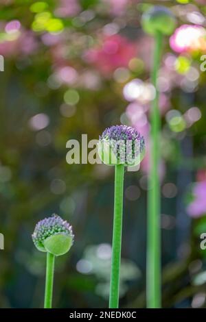 Ornamental leek (Allium), buds, North Rhine-Westphalia Stock Photo - Alamy