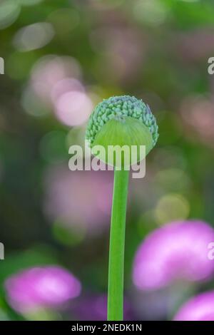 Ornamental leek (Allium), buds, North Rhine-Westphalia Stock Photo - Alamy