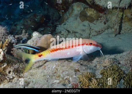 Red sea goatfish (Parupeneus forsskali) . Dive site House Reef Mangrove ...