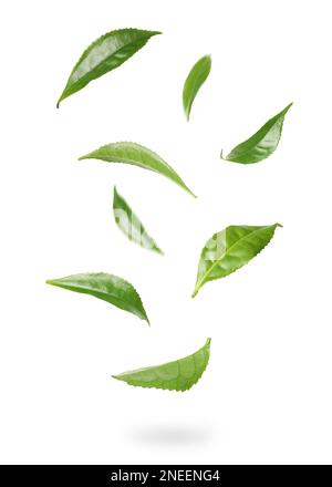 Fresh green tea leaves falling on white background Stock Photo - Alamy