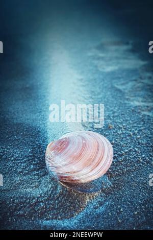 Baltic tellin (Macoma balthica) shells on beach along the North Sea ...
