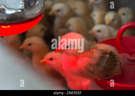close-up photo of chickens heated with infrared light Stock Photo - Alamy