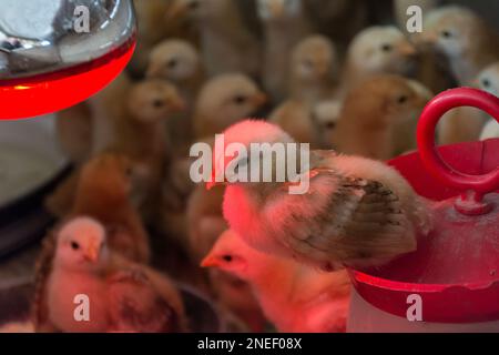 close-up photo of chickens heated with infrared light Stock Photo - Alamy