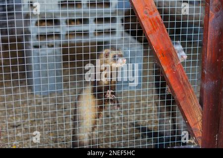 Close-up of ferrets in cage Stock Photo - Alamy