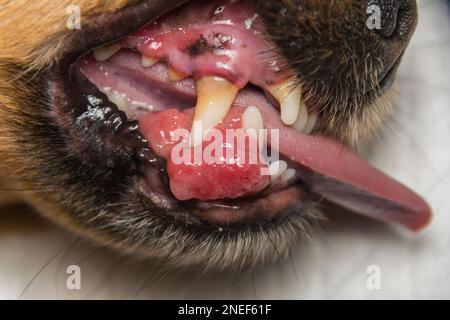 close-up photo of a dog with epulis Stock Photo - Alamy