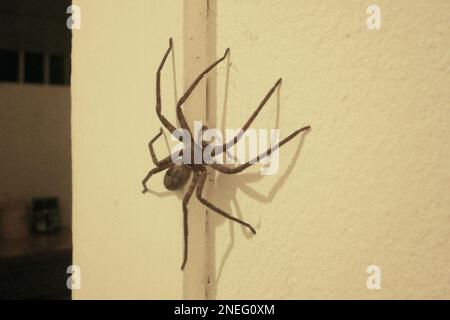 Heteropoda venatoria is a species of spider in the family Sparassidae ...