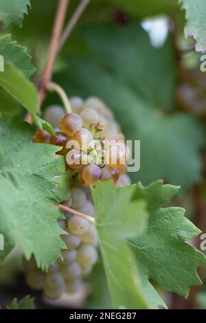 Vertical closeup shot of delicious summer orange cake with flowers on a ...