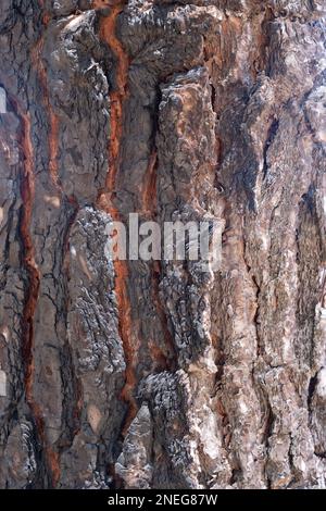 Burned tree bark after vulcanic eruption Stock Photo - Alamy