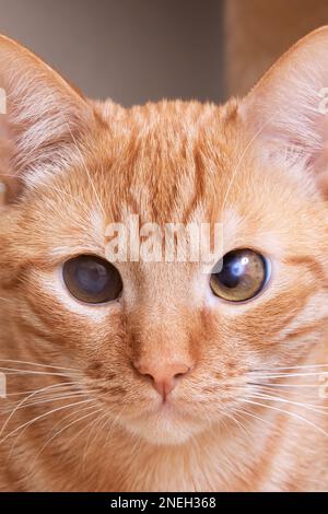 Vertical photo of red ginger tabby striped fluffy cute adorable young ...