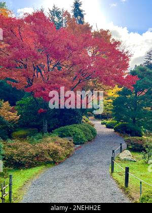 Seattle Japanese garden in the fall, 2022 Stock Photo - Alamy
