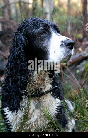 Vertical shot of an adorable English springer spaniel lying in a field ...