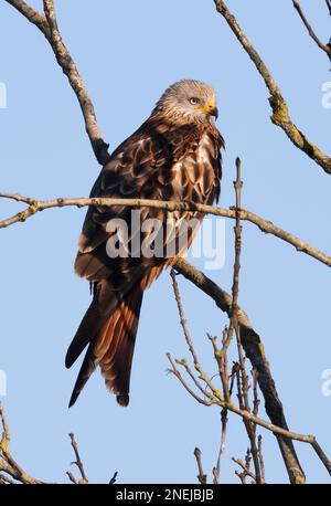 Red Kite ( Milvus milvus ) in the winter sunshine in the Cotswold Hills ...