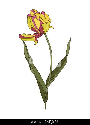Tulip April birth month flower outline drawing Stock Vector Image & Art ...