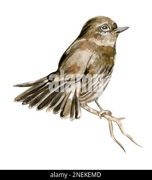 Hand drawn bird flying with flower roses tropical vintage print Stock ...