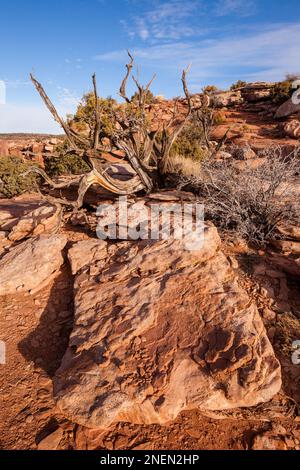 A twisted juniper trunk with a few live branches on Marlboro Point near ...