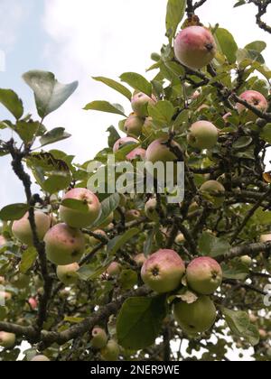Apples in a tree in an orchard in Somerset in England Stock Photo - Alamy
