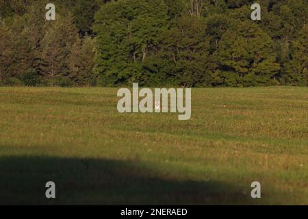 Coyote in a farmer's field in northern Wisconsin.oi9pk Stock Photo - Alamy