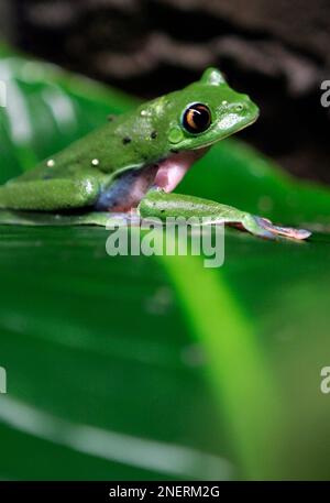 Blue-sided Tree-frog - Agalychnis annae, night picture of beautiful ...