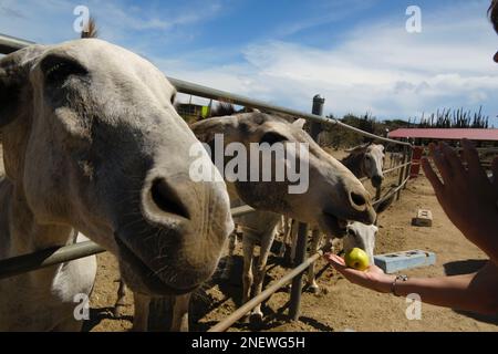Child feeding the Donkeys at the Donkey Sanctuary in Aruba Stock Photo ...