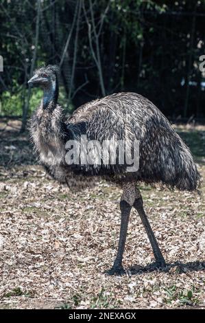 Full body view of Emu bird standing tall on the grass field near a tree ...