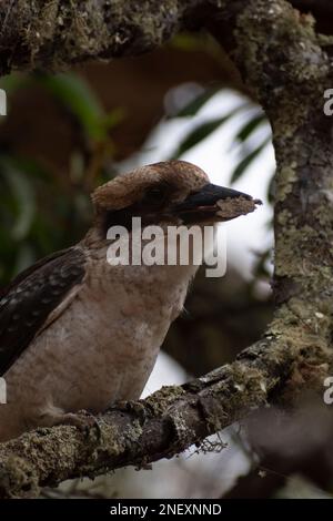 laughing kookaburra the best bird to photograph Stock Photo - Alamy