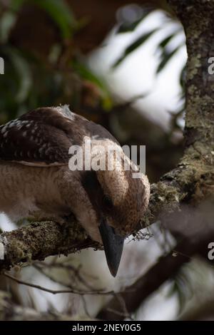 laughing kookaburra the best bird to photograph Stock Photo - Alamy