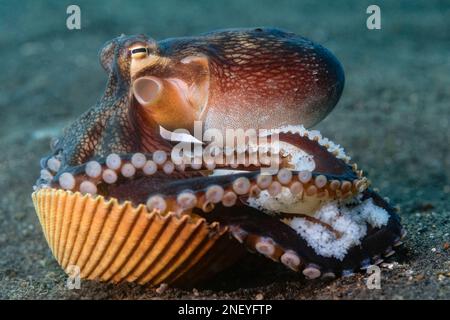 veined octopus, Amphioctopus marginatus, aka coconut octopus, Lembeh ...