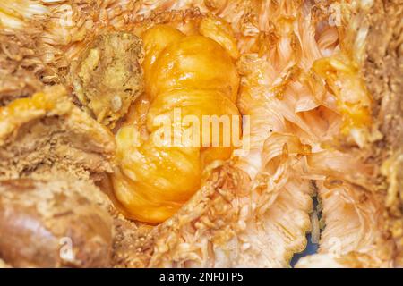 rotten flesh of the Artocarpus integer inner fruit Stock Photo - Alamy