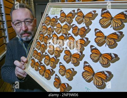 16 February 2023, Brandenburg, Müncheberg: Stephan Blank, entomologist ...