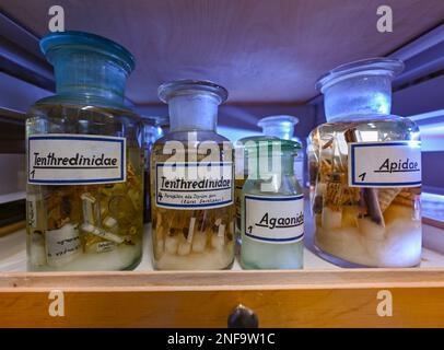 16 February 2023, Brandenburg, Müncheberg: View of the wooden shell for ...