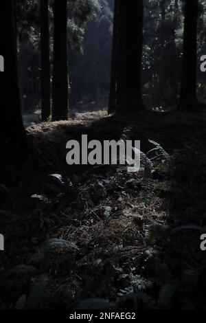 wilderness of senchal wildlife sanctuary, located on the himalayan ...