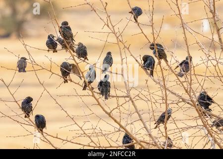 flock of Common starling resting on a tree during migration Stock Photo ...