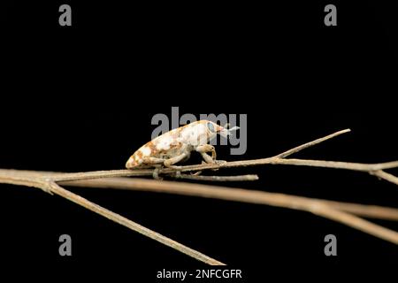 Spotted weevil species, Satara, Maharashtra, India Stock Photo - Alamy