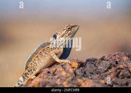 Sarada superba, the superb large fan-throated lizard, Chalakewadi ...