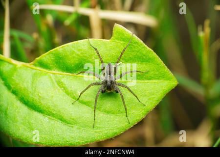 Yellow huntsman spider, Olios species, Satara, Maharashtra, India Stock ...