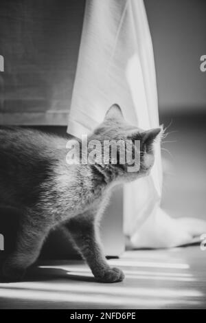 Playful fluffy cat crawling under a bed in bedroom Stock Photo - Alamy
