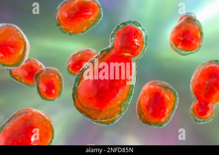 Cryptococcus neoformans fungus, computer illustration. C. neoformans is ...