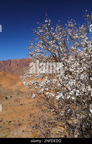 Blooming almond trees in Anti-Atlas mountains near Tafraout, Morocco ...