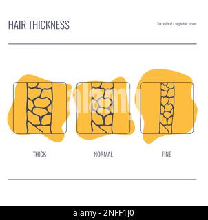 Hair density types chart of low, medium, high strand volume Stock ...