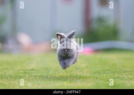 Cute grey fluffy rabbit running on grass backyard Stock Photo - Alamy