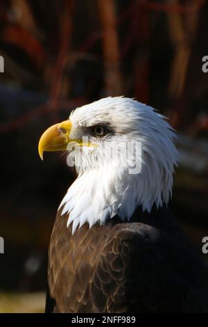 A majestic bald eagle perched atop a tree branch with its wings spread ...