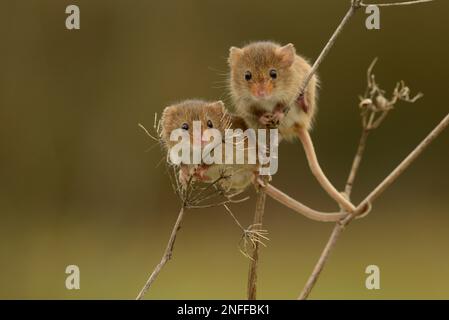 juvenile harvest mice micromys minutes sorcinus Stock Photo - Alamy