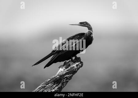 Mono African darter on log looking back Stock Photo - Alamy
