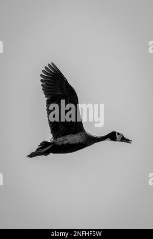 Mono white-faced whistling-duck flies with wings raised Stock Photo - Alamy