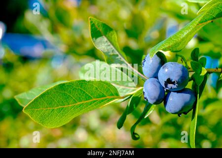 Blueberries. A berry cluster of large, ripe berries. Bright warm colors ...